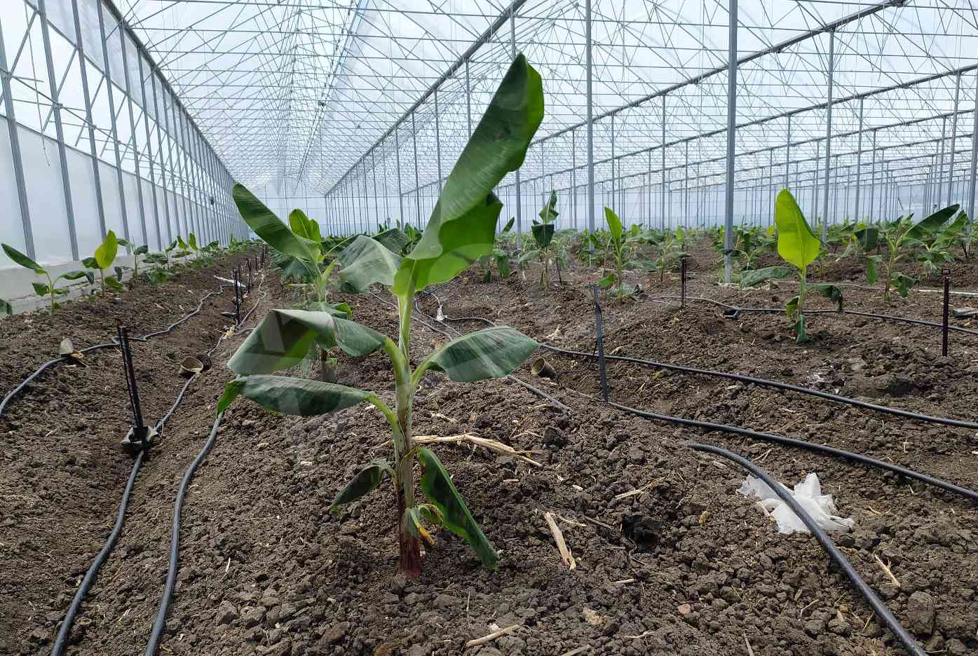 Foto Galeri | İska Sera Sistemleri | Modern Sera Sistemleri